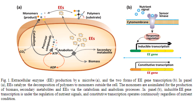 王吉鹏：Close relationship between the gene abundance and activity of soil ...